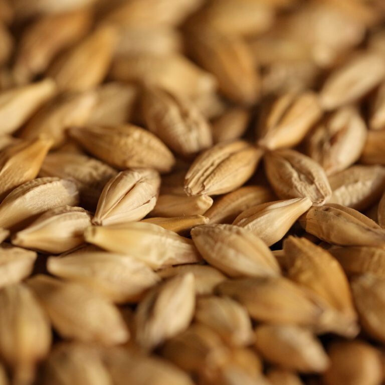 Raw Barley (Unmalted) (Voyager) - Hoppy Days Brewing Supplies